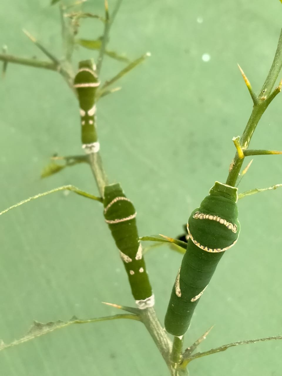 10 Interesting Facts About Caterpillars: Uncovering Nature's Wonders ...