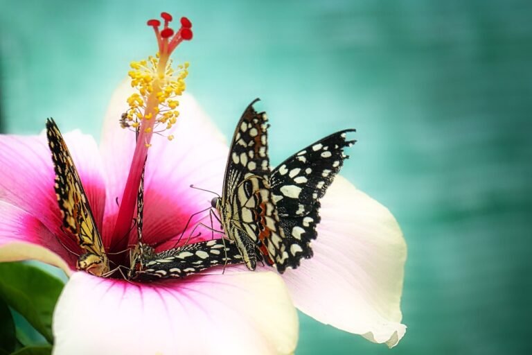 Hibiscus rosa-sinensis: Ultimate Growing and Care Guide ...